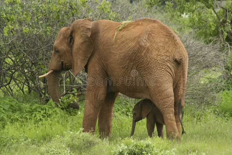 Moeder en babyolifant 2 stock foto. Image of olifant - 10607650