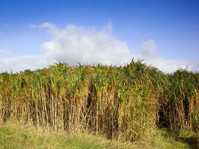 De Olifantsgras Van Miscanthus Stock Foto - Image of olifant, hemel ...