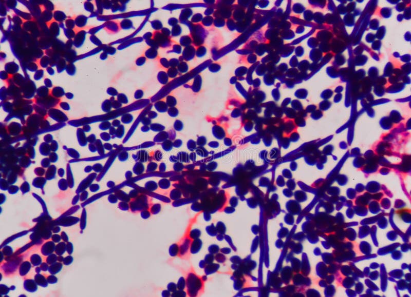 De Ontluikende Structuur Van De Gistcel Stock Afbeelding - Image of ...