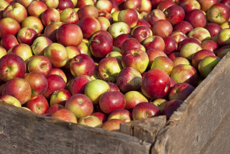 De boomgaard van de appel stock afbeelding. Image of gewas - 43469495