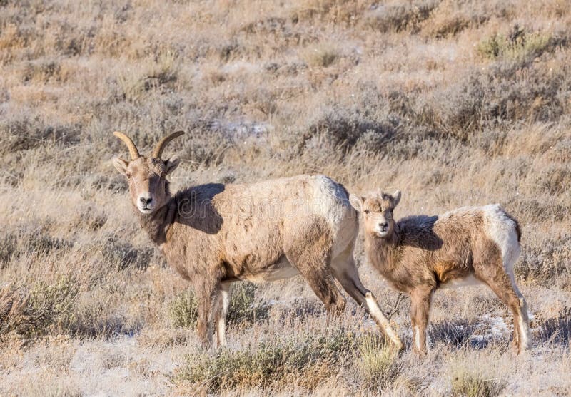 De Ooi En Het Lam Van De Schapen Van Bighorn Stock Afbeelding - Image ...