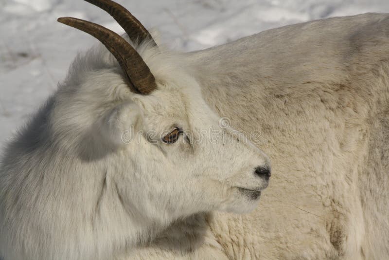 Dall Schaap Aan De Bergkant Stock Foto - Image of berghelling ...