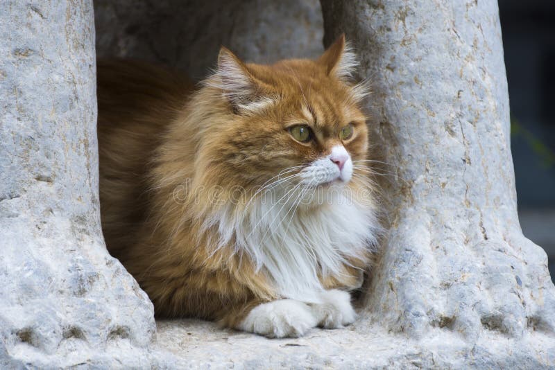 Leeuw en kat stock afbeelding. Afbeelding bestaande uit evolutie - 7900767