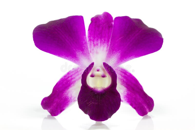 De Orchidee Isoleert Op Witte Achtergrond Stock Afbeelding - Image of ...