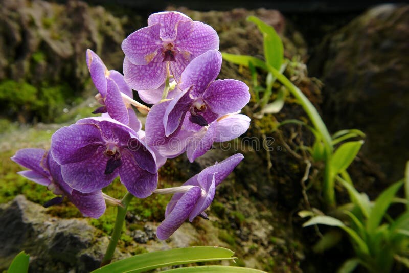 De orchidee uit de Amazone stock afbeelding. Image of macro - 1116531