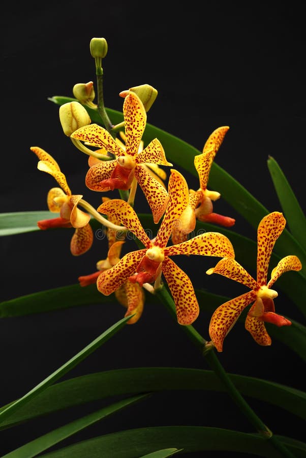 De Orchidee Van Trichoglottis Stock Afbeelding - Image of geel, boom ...