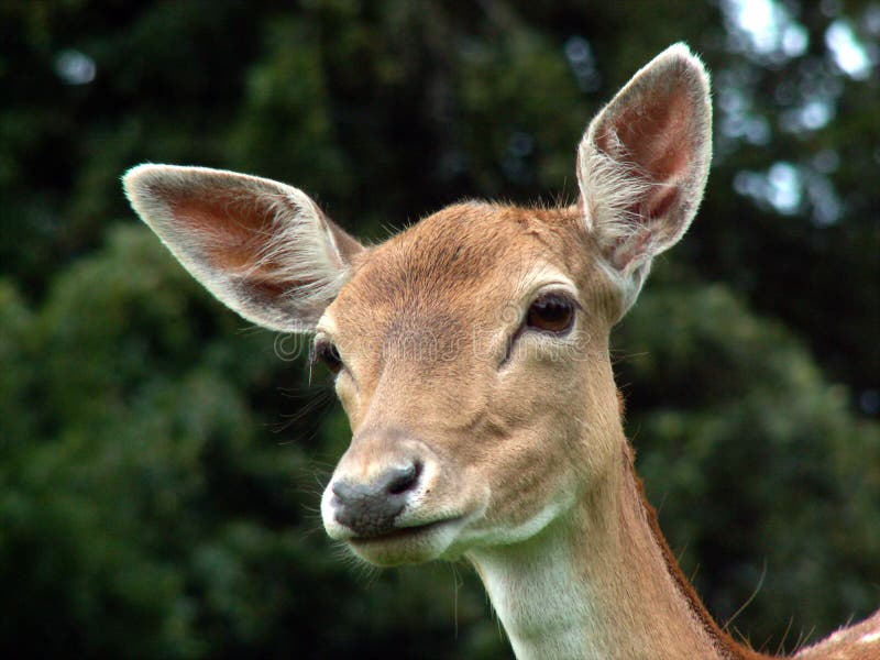 Oorren van een Hert stock foto. Image of voorhoofd, ogen - 5449220