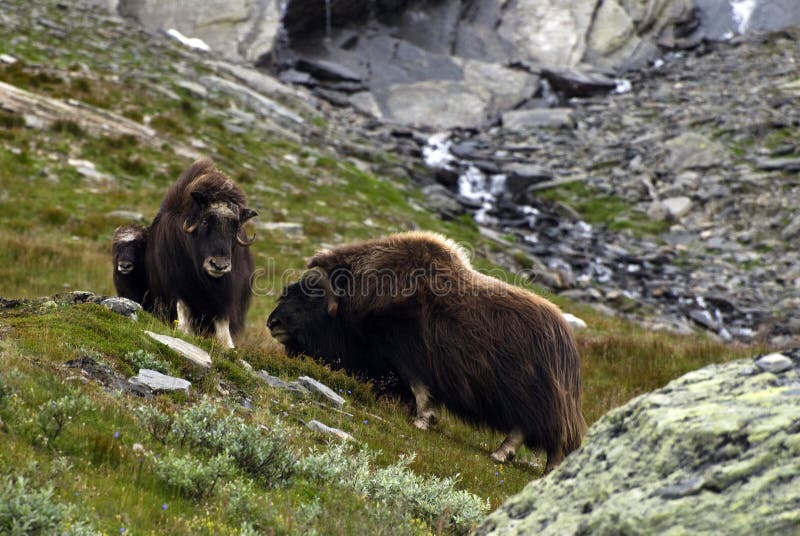 De os van de muskus stock afbeelding. Image of afstand - 3013461