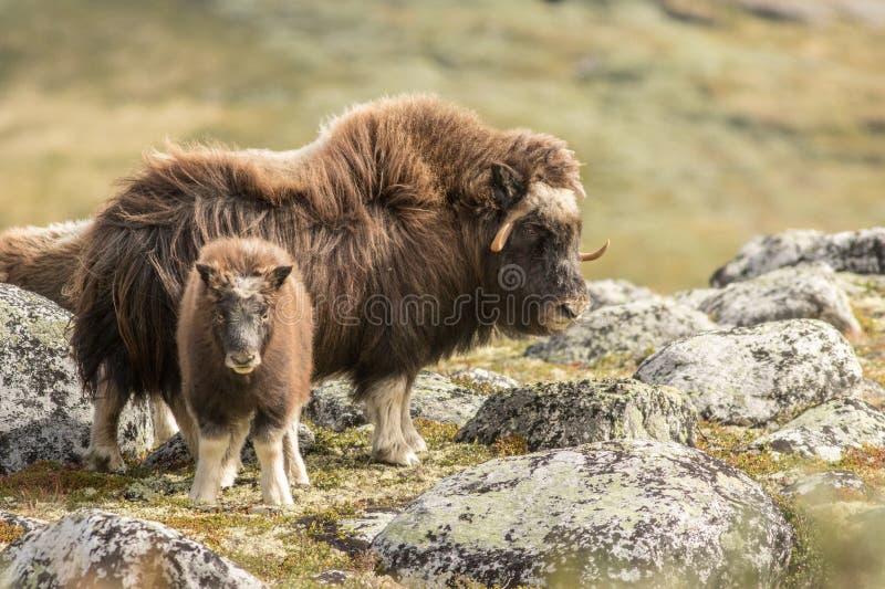 Muskus-os 4 stock foto. Afbeelding bestaande uit soorten - 16015436