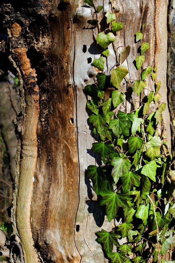 De Oude Boom Met Klimop Doorbladert Stock Foto - Image of blad ...