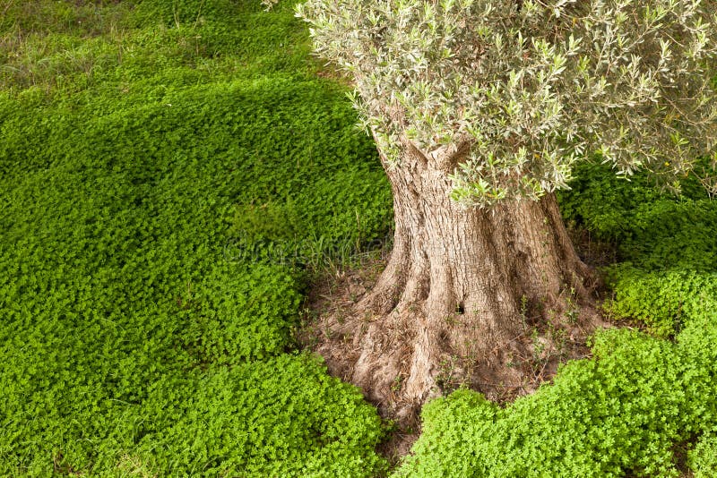 Oude Olijfboomstam stock afbeelding. Image of gebladerte - 18917677