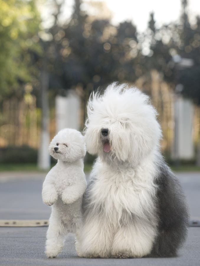 De Teddybeer Van De Poedel Van Het Stuk Speelgoed Stock Foto - Image of ...