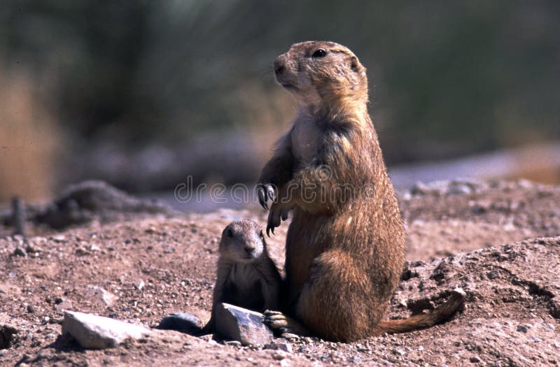 De Ouder En Het Jong Van De Prairiehond Stock Afbeelding - Image of ...