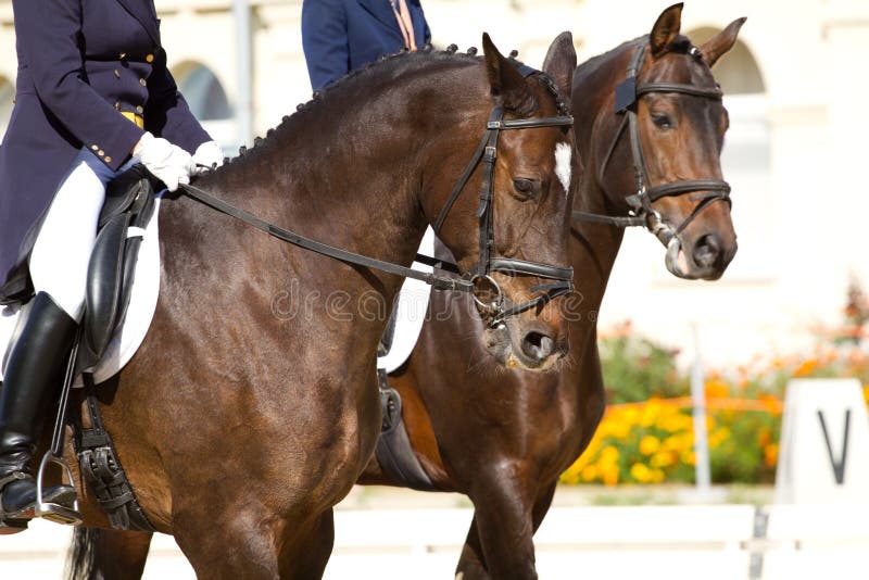 De paarden van de dressuur stock afbeelding. Image of rijden - 23823739