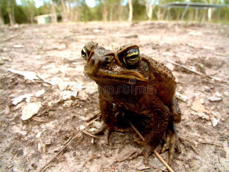 Rietpad, Rhinella-jachthaven, Grote Kikker Van Costa Rica ...