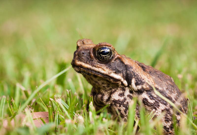 Bufo marinus (reuzenpad) stock foto. Image of geïntroduceerd - 25923748