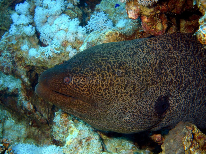 De Palingen Van Moray Van Het Rode Overzees, Dahab Stock Afbeelding ...