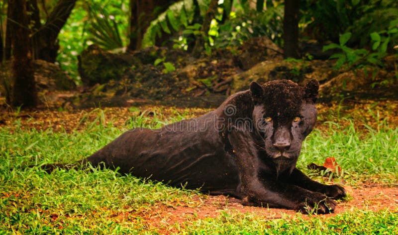 De panter op een rust stock afbeelding. Image of één - 64768265
