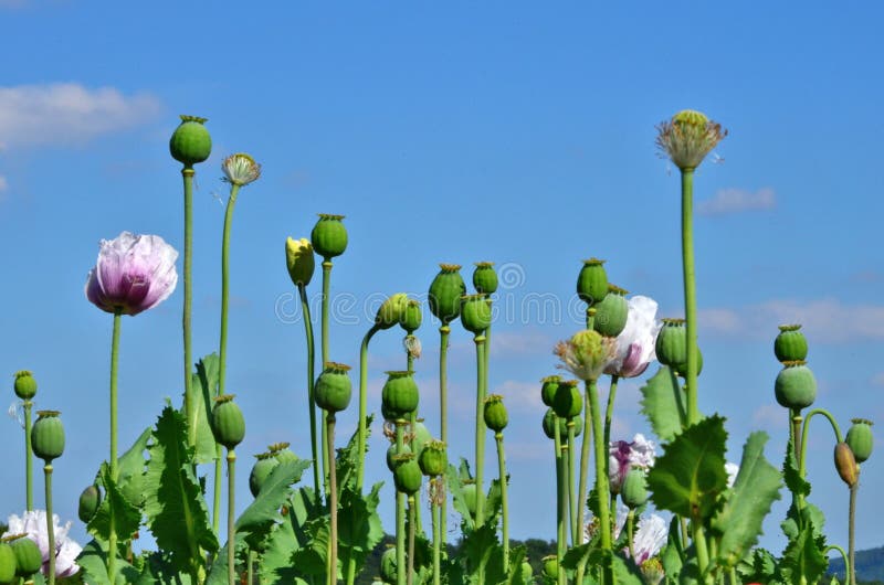 De Papaver Van De Papaverinstallatie - Somniferum Stock Foto - Image of ...