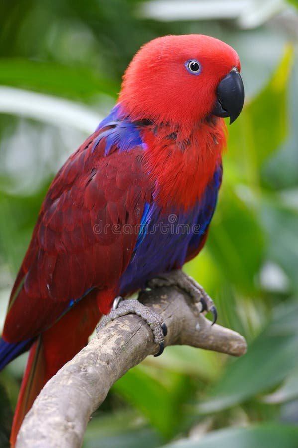 Bek, Vogel, Papegaai, Fauna Foto. Afbeelding: 102480244