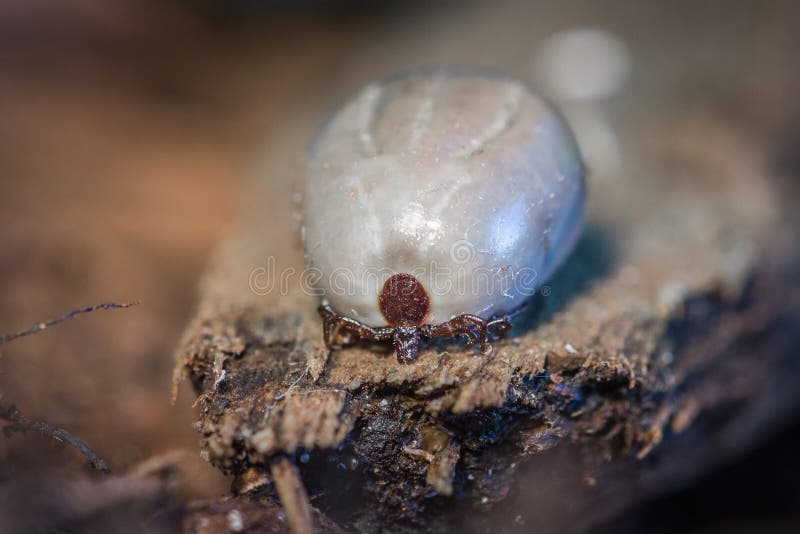 De parasiet van de hondtik stock afbeelding. Image of parasiet - 53520491