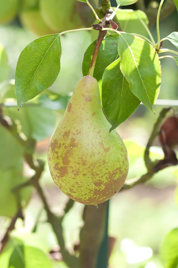 De Peer Op De Boom, VerscheidenheidsConferentie, Sluit Omhoog Stock ...