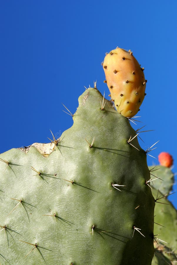 De Eetbare Installaties Van De Cactus Van De Vijgencactus Stock Foto ...