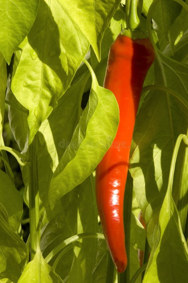 Chilipeper - C. Annuum Longum Stock Foto - Image of capsicum ...
