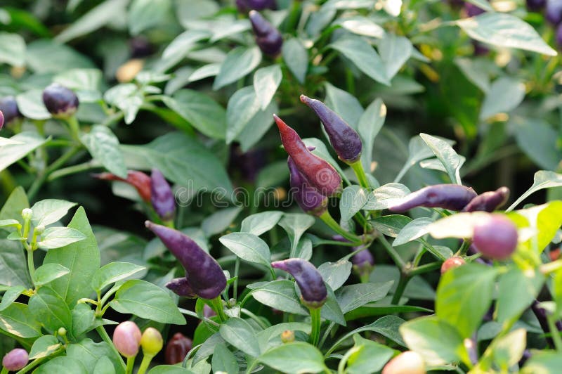 De Peperinstallatie Van De Spaanse Peper Stock Foto - Image of vrucht ...