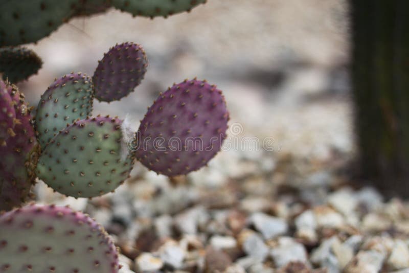 0889 de pera espessa imagem de stock. Imagem de pera - 156179633