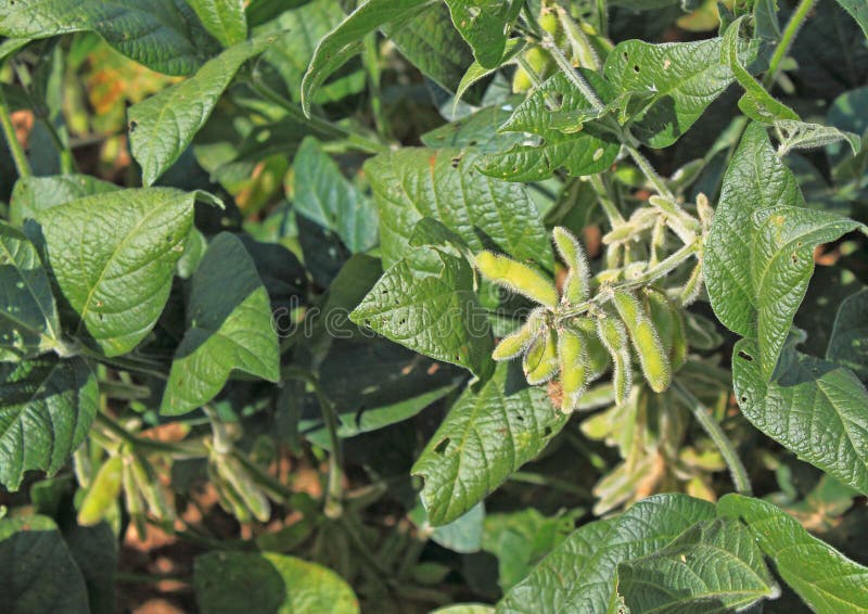 De Peulen van de sojaboon stock foto. Image of voedzaam - 26641526