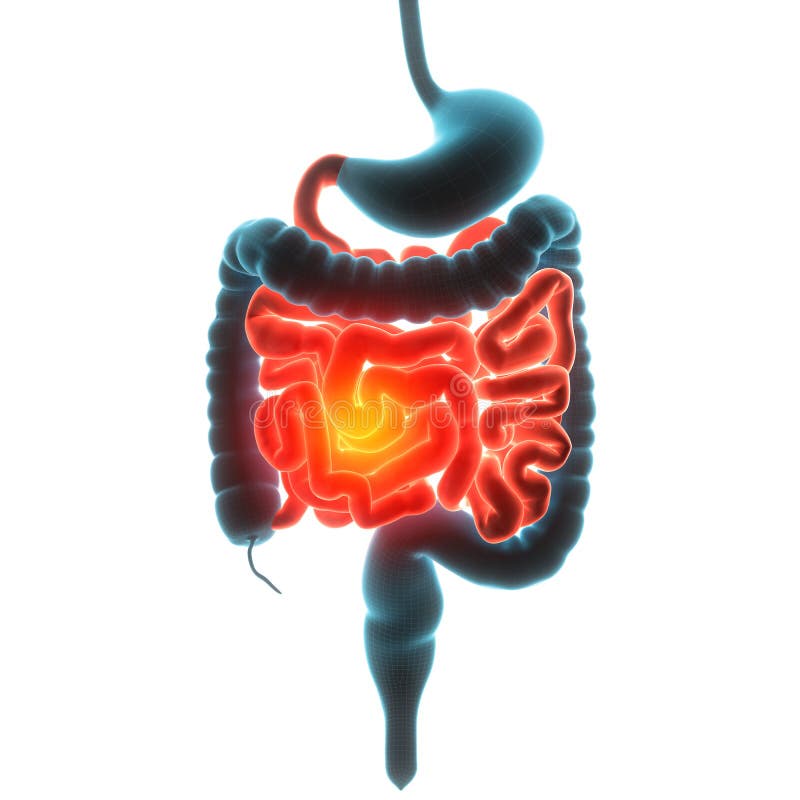 Maag/Ingewanden/Kleine Interstine - Mannelijke Anatomie Van Menselijke ...