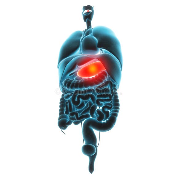 De Pijn Van Het Leverorgaan Stock Illustratie - Illustration of ...