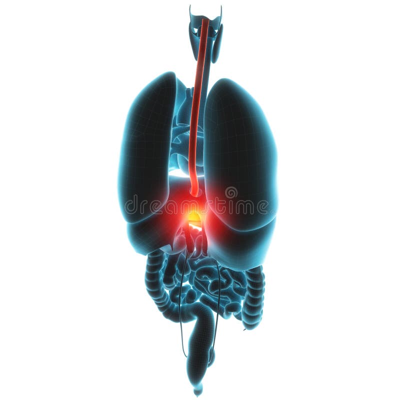 De Pijn Van Het Leverorgaan Stock Illustratie - Illustration of kanker ...
