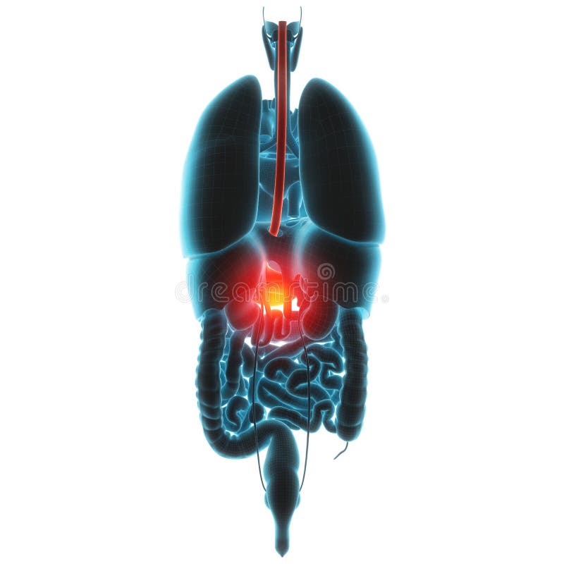 De Pijn Van Het Leverorgaan Stock Illustratie - Illustration of mens ...