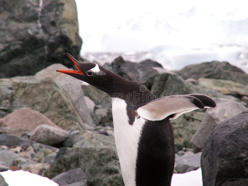 De Pinguïn Van Gentoo in De Zuidpool Stock Afbeelding - Image of pool ...