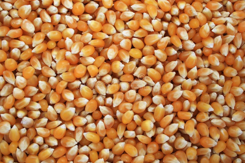 De pitten van de popcorn stock foto. Image of geknald - 4639724
