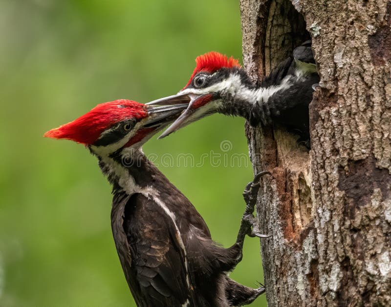 Pivert De Pileated En Floride Image stock - Image du nature, mignon ...