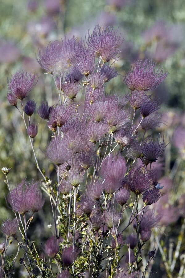 De Pluim Van Apache, Paradoxa Fallugia Stock Foto - Image of mexico ...