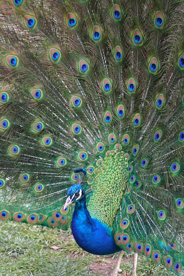 De pluim van de pauw stock foto. Image of flirten, guinee - 1842722