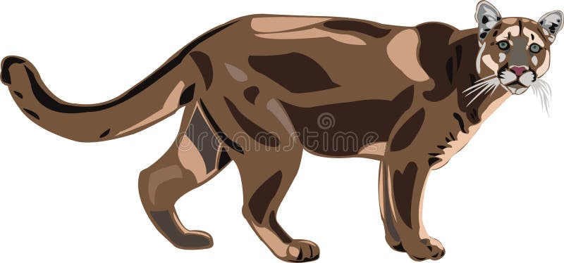 De Poema is Noordamerikaanse Grootste Kat. Vector Illustratie ...