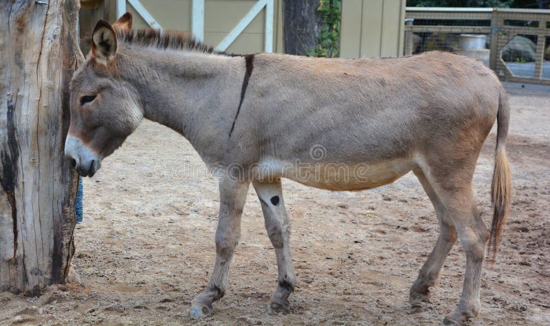 Poitouezel (Poitevin-Ezel) stock foto. Afbeelding bestaande uit profiel ...
