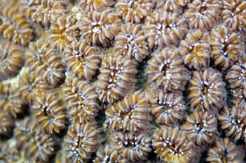 De poliepen van het koraal stock foto. Image of vissen - 26533622
