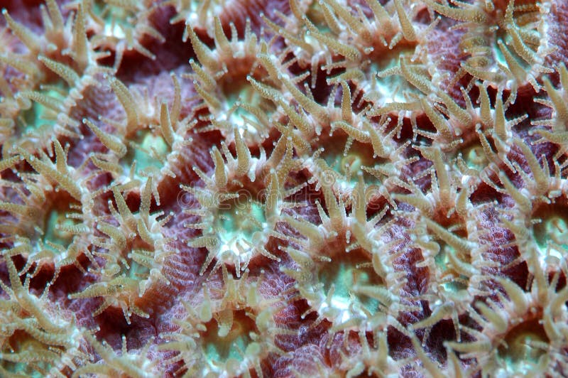 De Poliepen van het koraal stock foto. Image of achtergrond - 7438604
