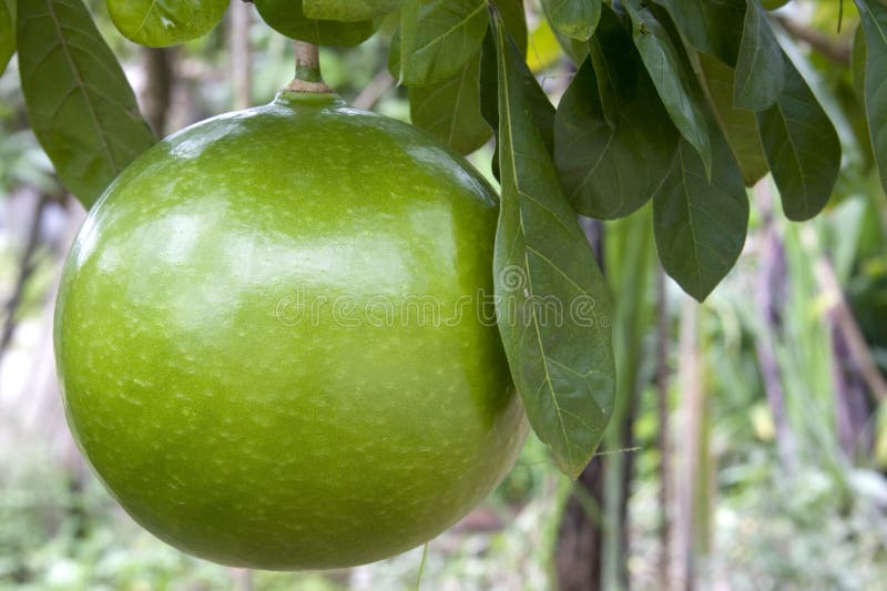 De Pompelmoes Van De Boomgaard Stock Foto - Image of exotisch, zoet ...