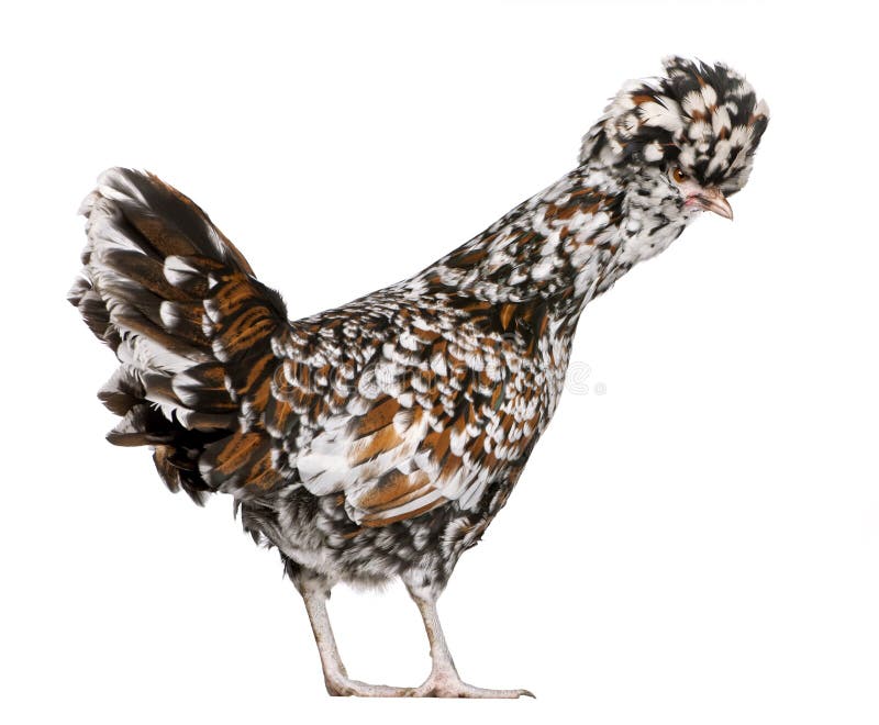 Profiel Van Poolse Kip, 1 Oude Dag, Status Stock Foto - Image of nave ...