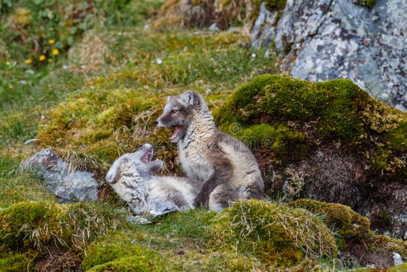De Poolvossen Worden Gespeeld Op Het Groene Gras Stock Foto - Image of ...