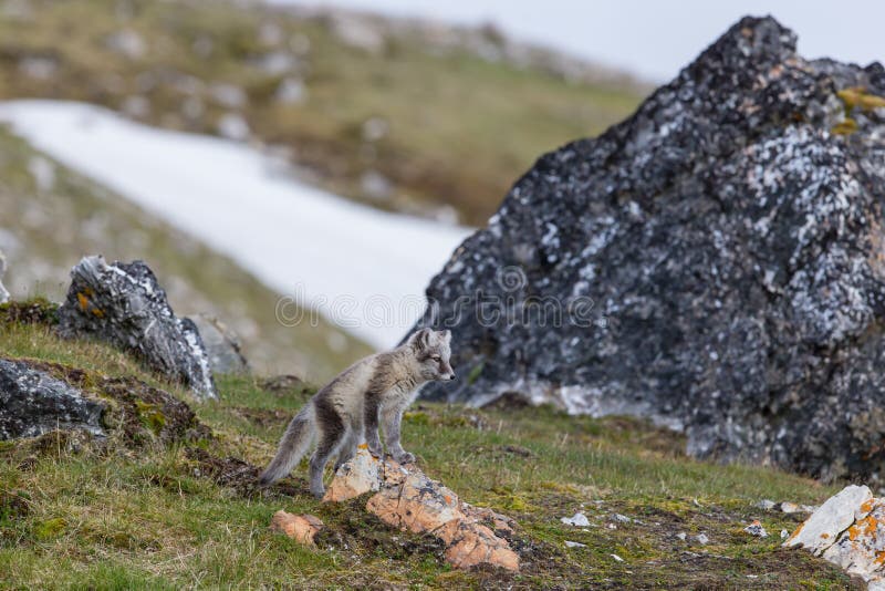 De Poolvossen Worden Gespeeld Op Het Groene Gras Stock Foto - Image of ...