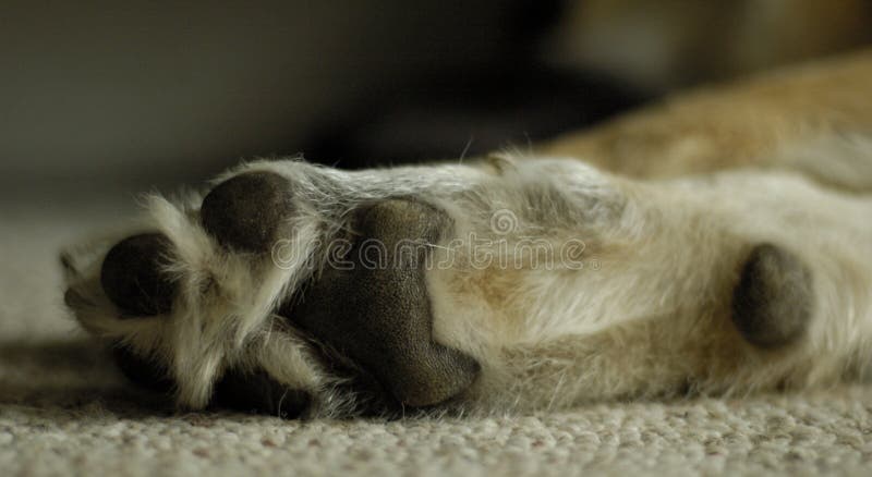 Hondenpoot stock foto. Image of dier, voet, namen, been - 18428