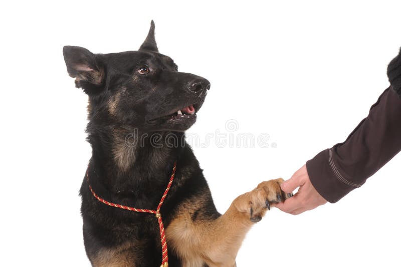 De Poot Van De Hond En Het Menselijke Hand Schudden, Stock Foto - Image ...